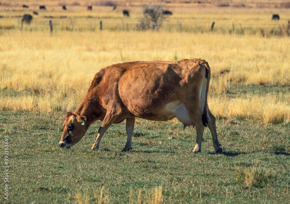 This image shows the side view of a brown cow grazing on a scenic ...