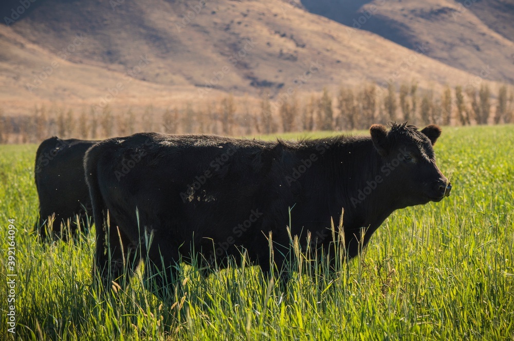 This image shows a side view of black cattle standing in tall greenery ...