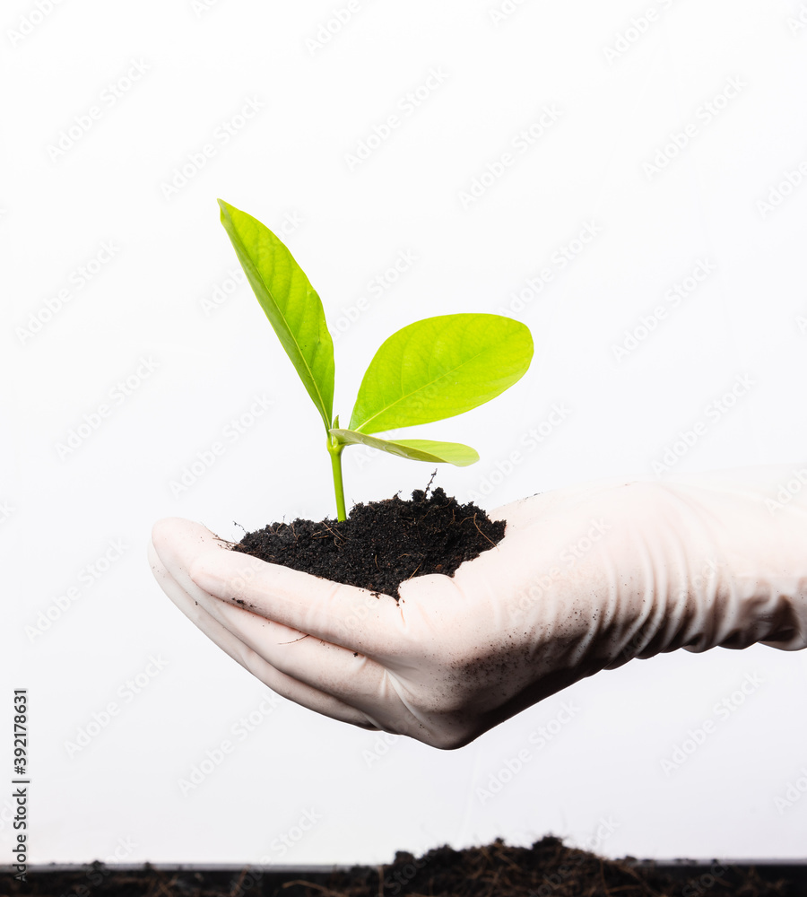 Hand of researcher woman wear rubber gloves holding young green plant ...