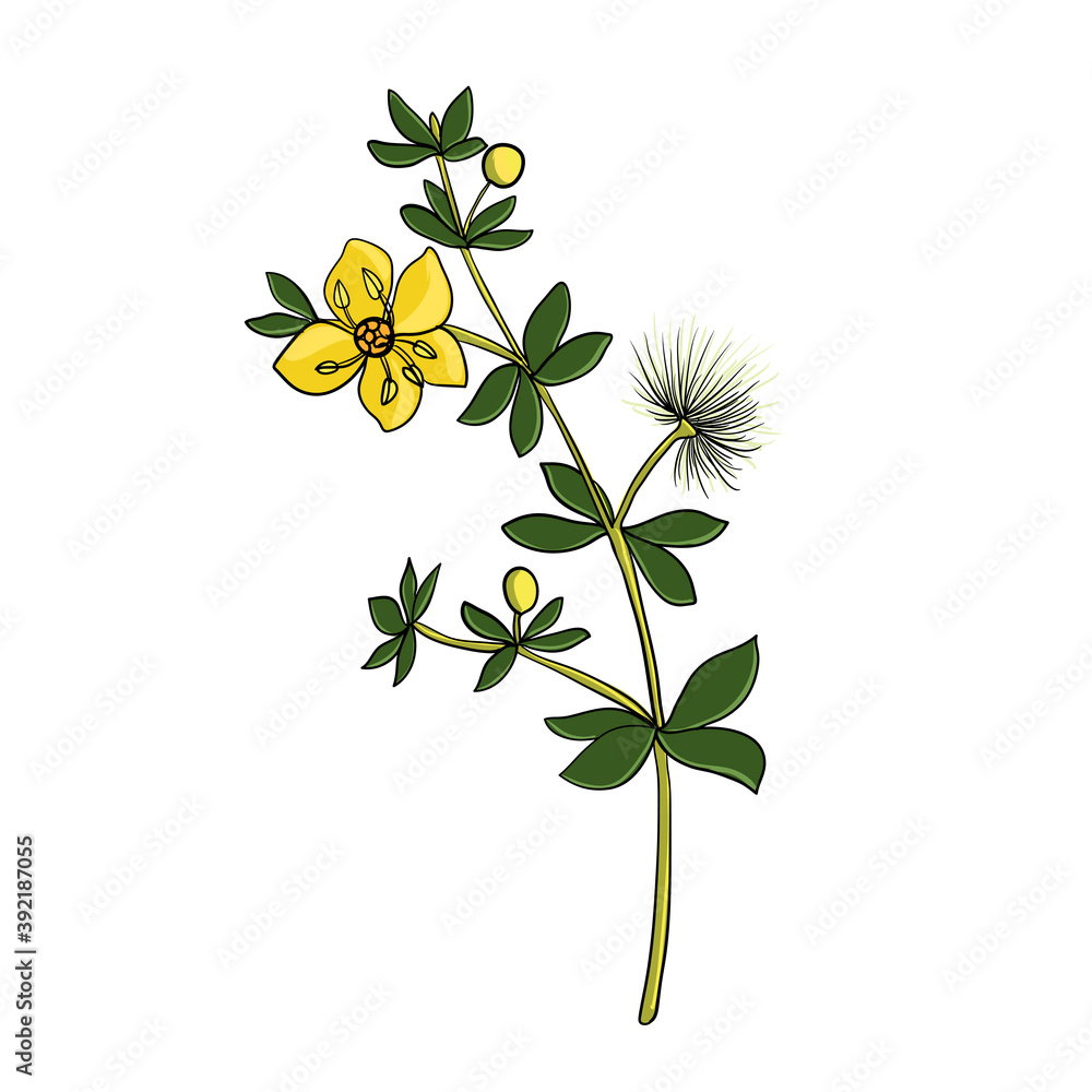 vector drawing chaparral Stock Vector | Adobe Stock