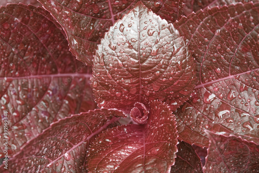 Macro Red leaf of Hydrangea plant with raindrops texture background at ...