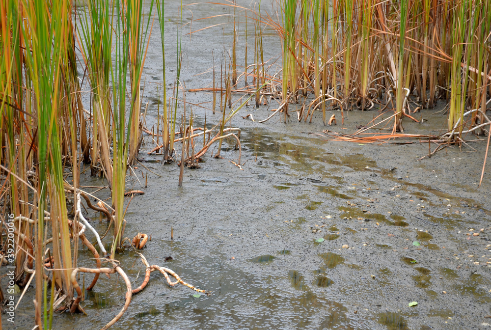 cleaning of the swimming habitat of the pond. siltation and reduction ...