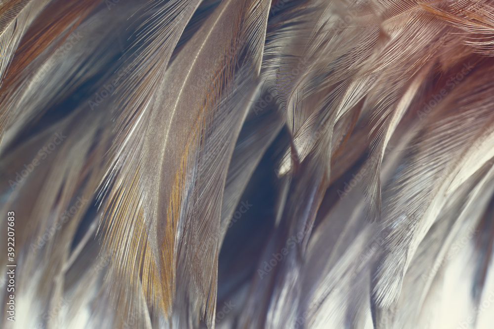 Beautiful vintage colors trend eagle feather texture pattern background ...