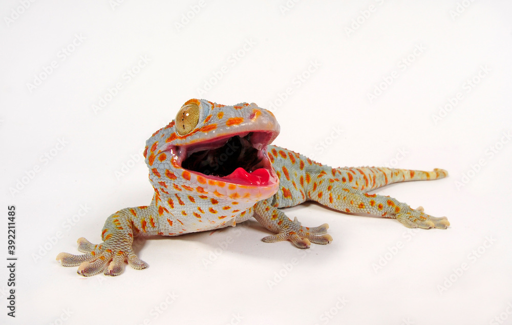 Tokay gecko / Tokeh, Tokee (Gekko gecko) Stock Photo | Adobe Stock
