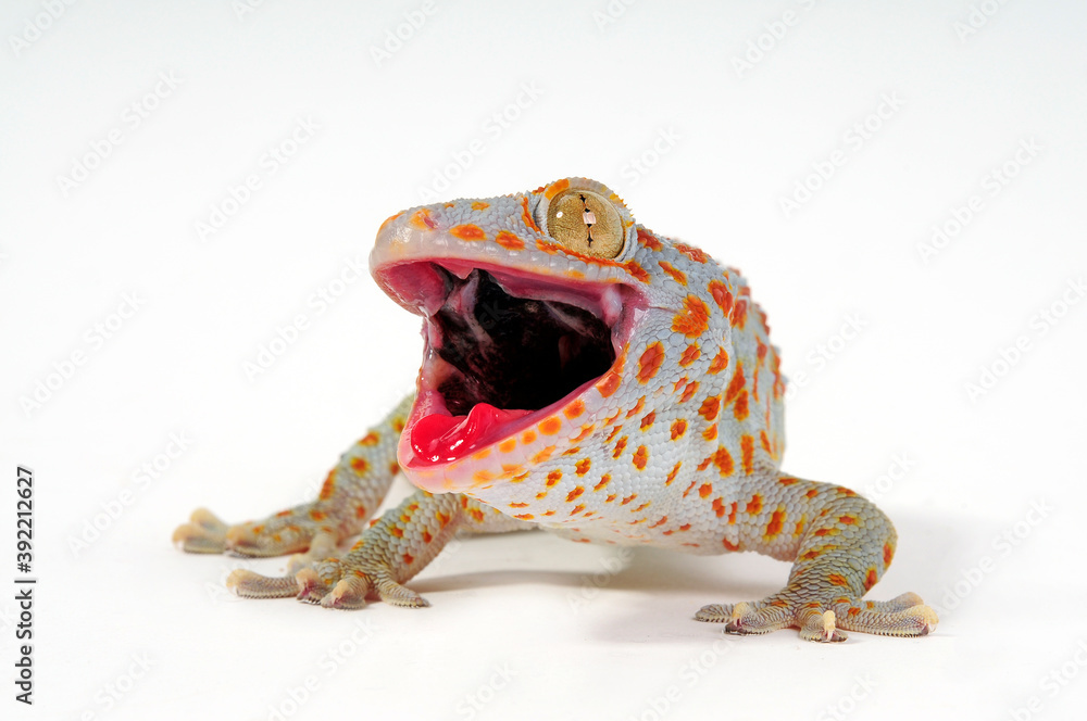 Tokay gecko / Tokeh, Tokee (Gekko gecko) Stock Photo | Adobe Stock