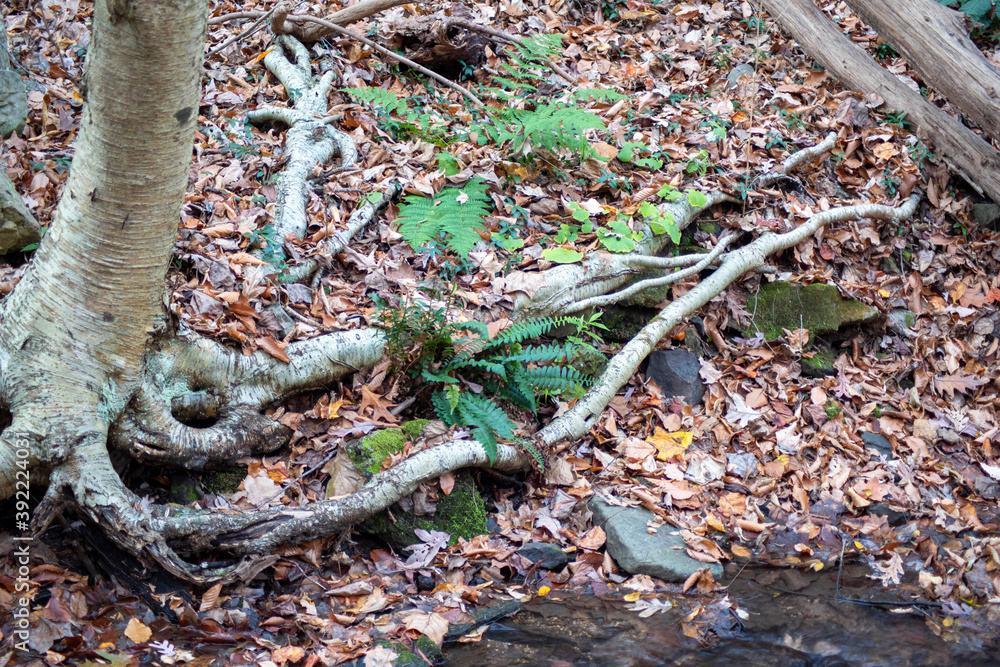 Long gnarled twisting tree roots reach out across forest floor strewn ...