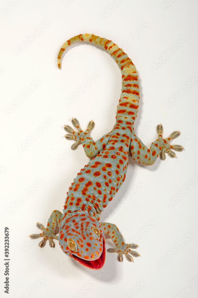 Tokay gecko / Tokeh, Tokee (Gekko gecko) Stock Photo | Adobe Stock