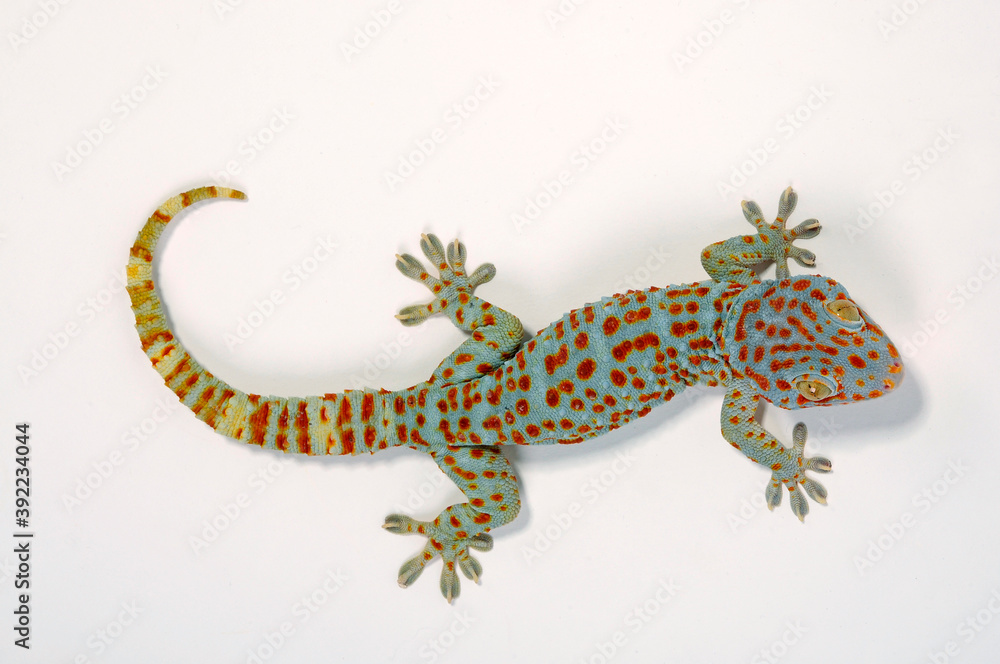 Poster Tokay gecko / Tokeh, Tokee (Gekko gecko) – Wall Art | UkPosters