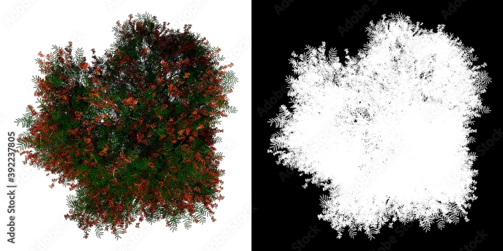 Top view tree (Young Flamboyant 2) white background alpha png 3D ...