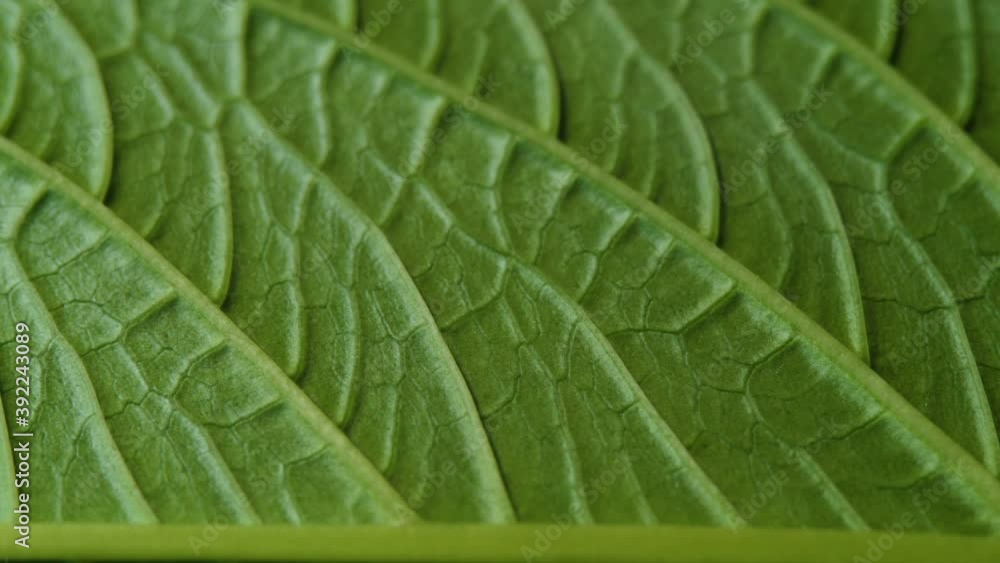 Cell Structure View of Leaf Surface Showing Plant Cells For Education ...