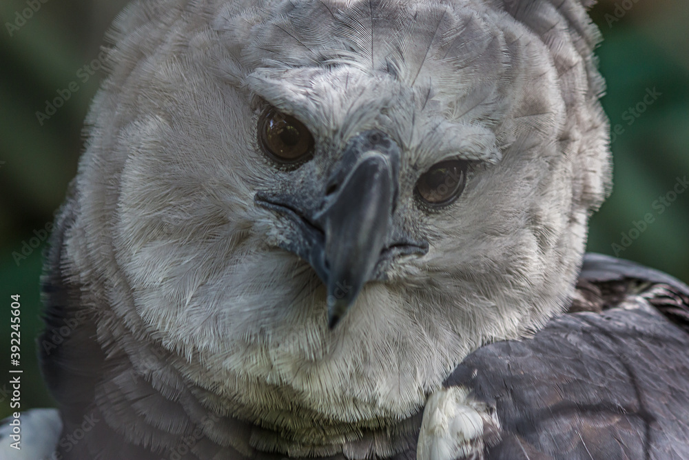 The harpy eagle (American harpy eagle, Harpia harpyja) is a neotropical ...