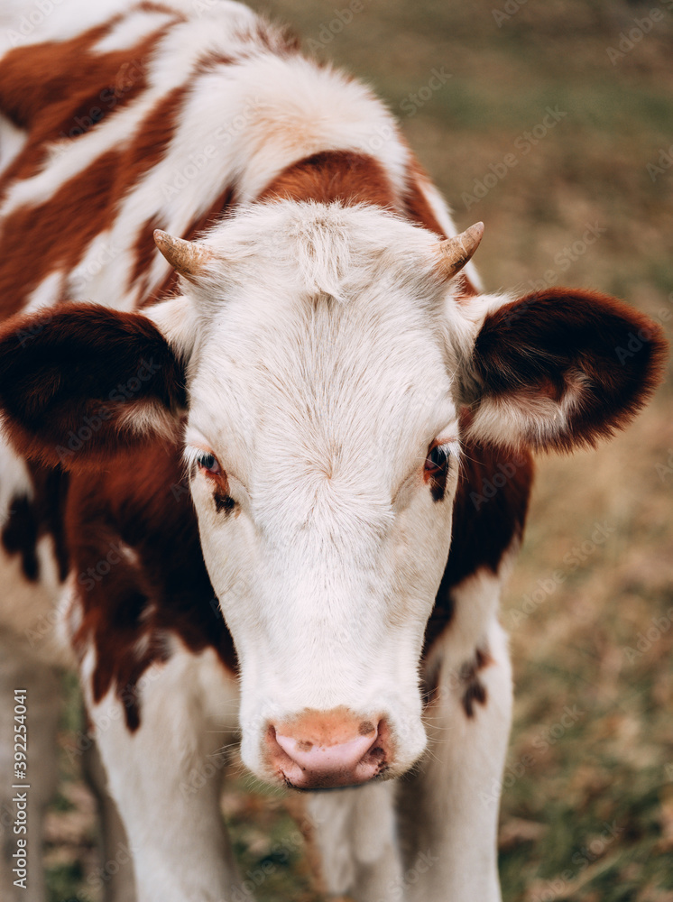 A white cow with red spots with small horns and a pink nose. Muzzle of ...