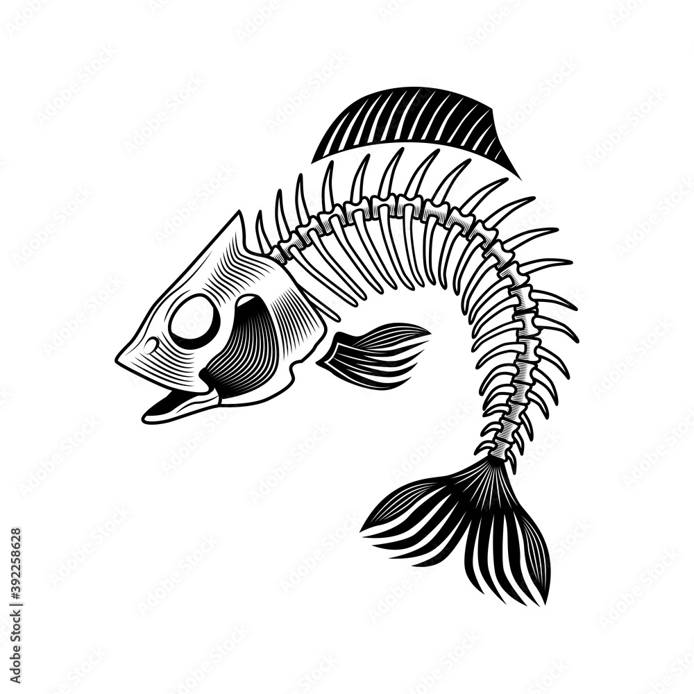 Bass bones vector illustration. Curled fish skeleton, chord, fins, head ...