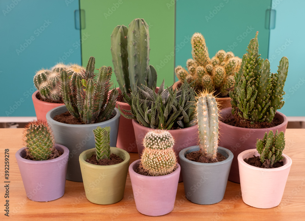 Cacti and succulents displayed in front of a window. The colourful pots ...