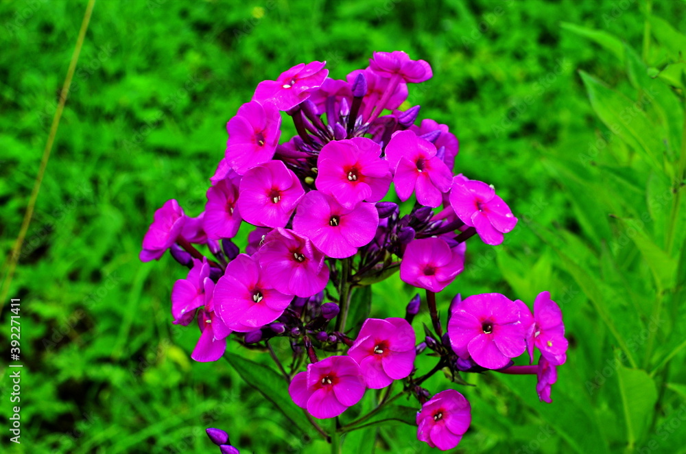 Phlox paniculata (Garden phlox) in bloom.Phlox paniculata, fall phlox ...