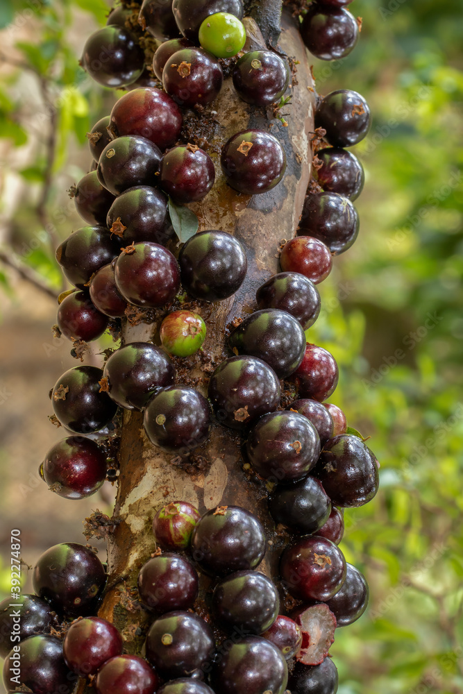 Jaboticaba season.Jabuticaba in the tree ready to be harvested ...