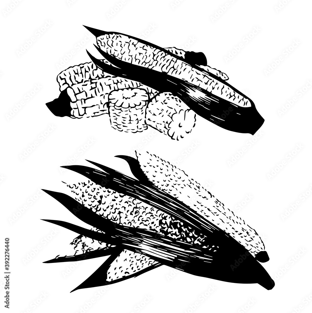 Corn hand drawn sketch.Vector illustration isolated in white background ...