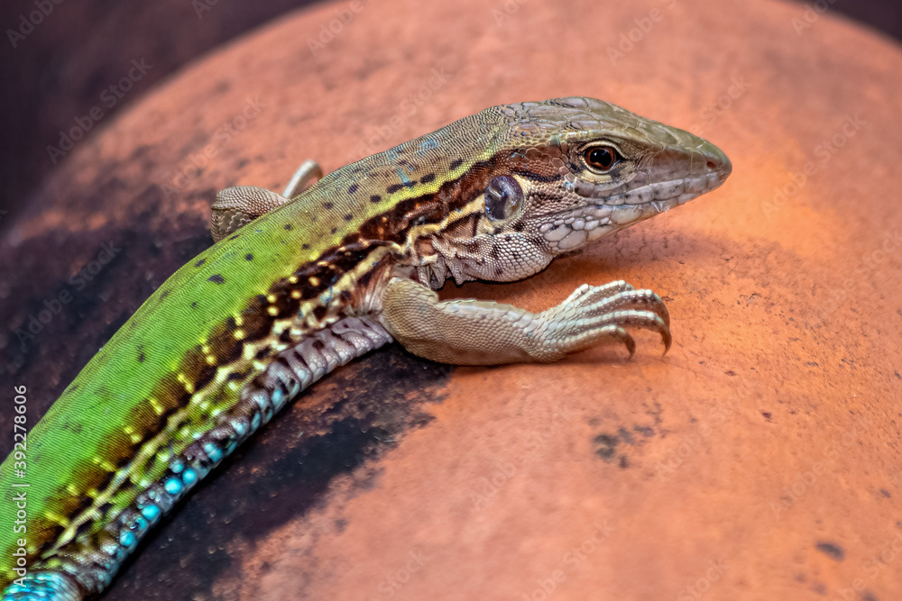 The Giant ameiva Also know as Ameiva ameiva on the roof. The green ...