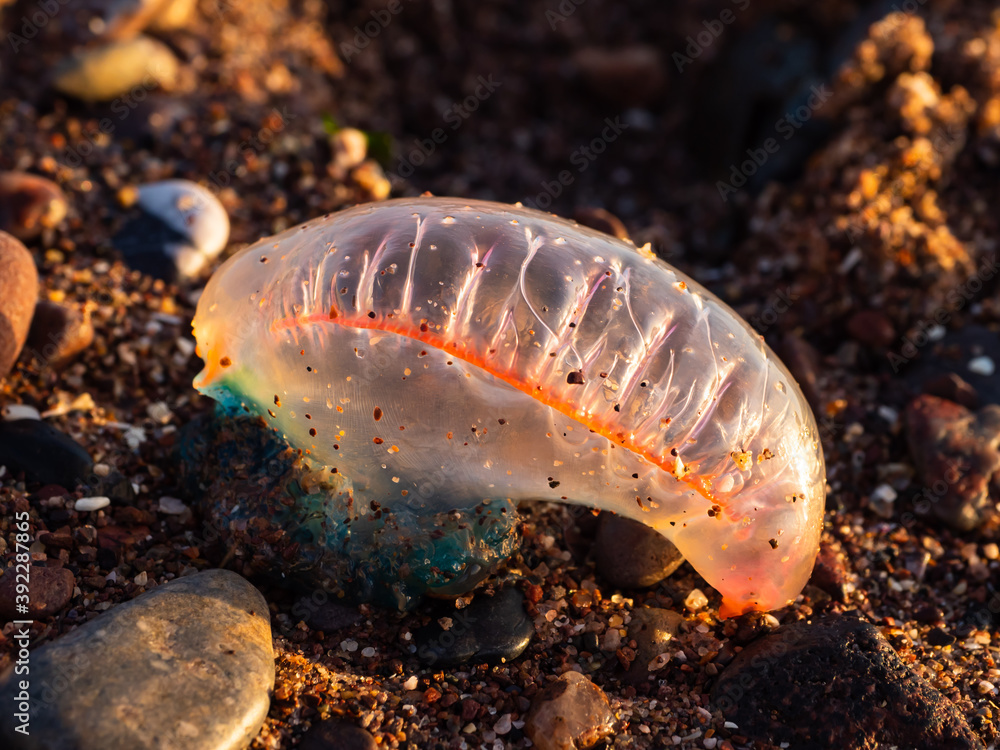 portuguese-man-o-war-marine-hydrozoan-washed-up-on-a-beach-in-devon