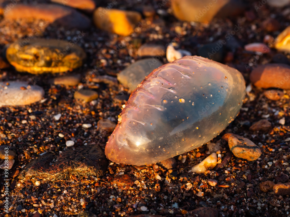 Portuguese Man O' War marine hydrozoan washed up on a beach in Devon ...