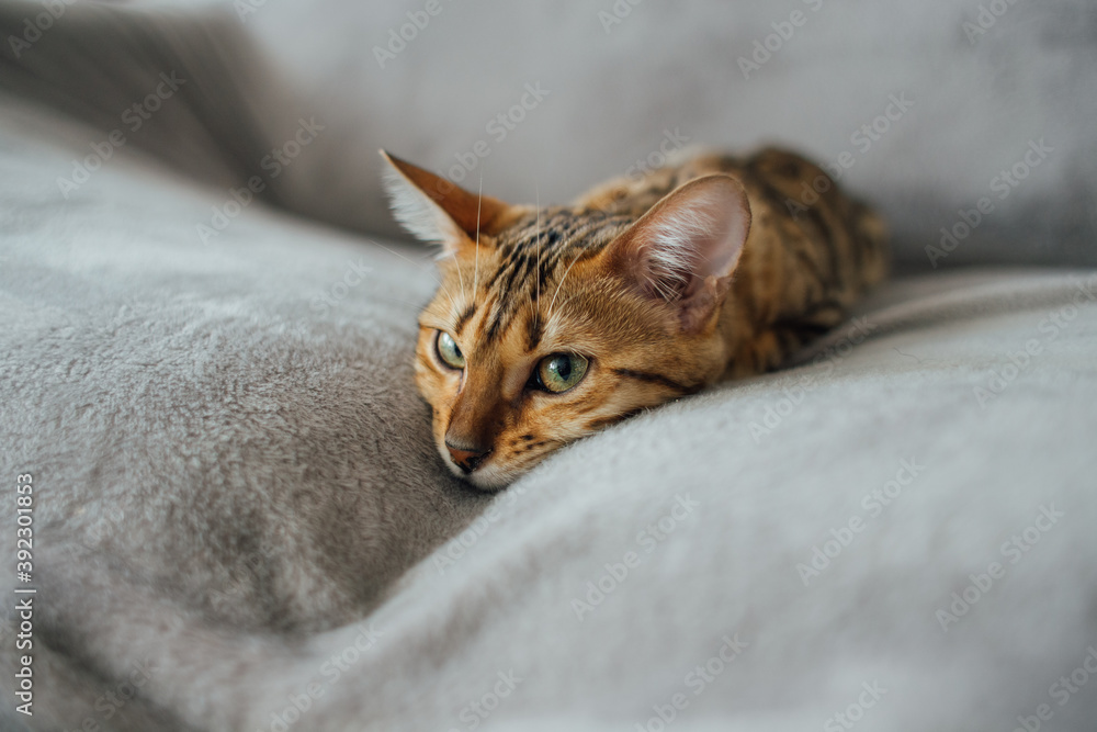Cat on sofa Stock Photo | Adobe Stock