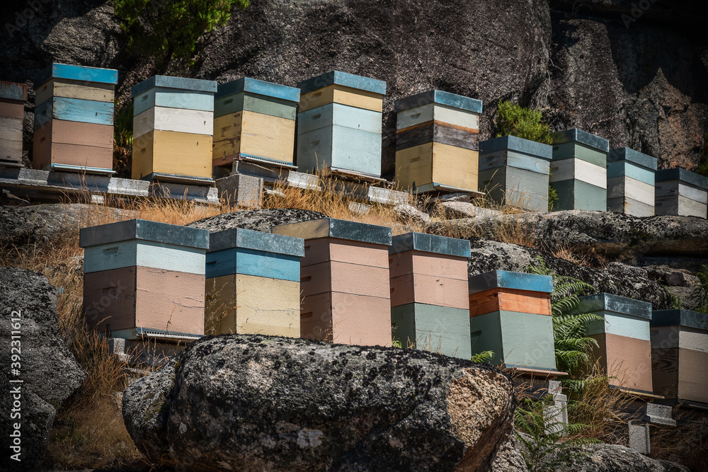 Set of hives at the mountain, bees making natural and ecological honey ...