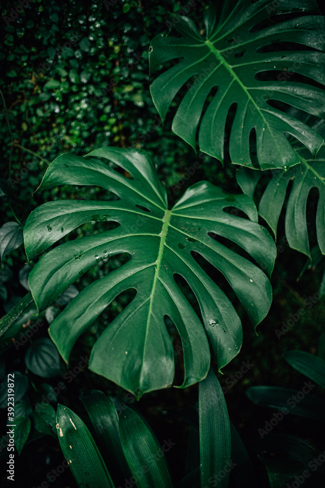 Green plant: Monstera Deliciosa. Stock Photo | Adobe Stock