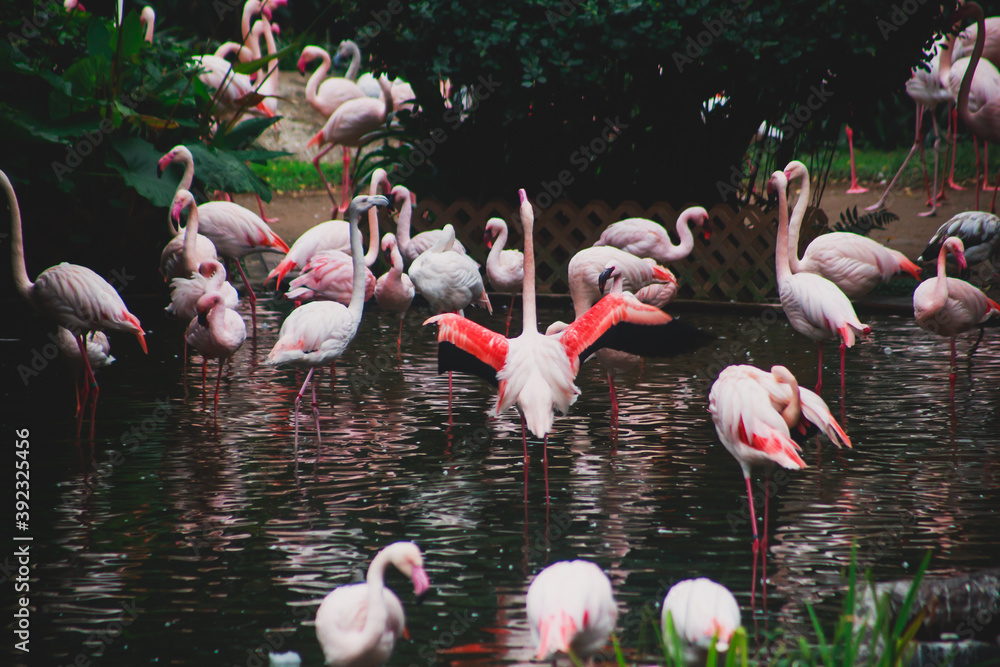 A group of pink flamingos hunting in the pond, Hong Kong, China ...
