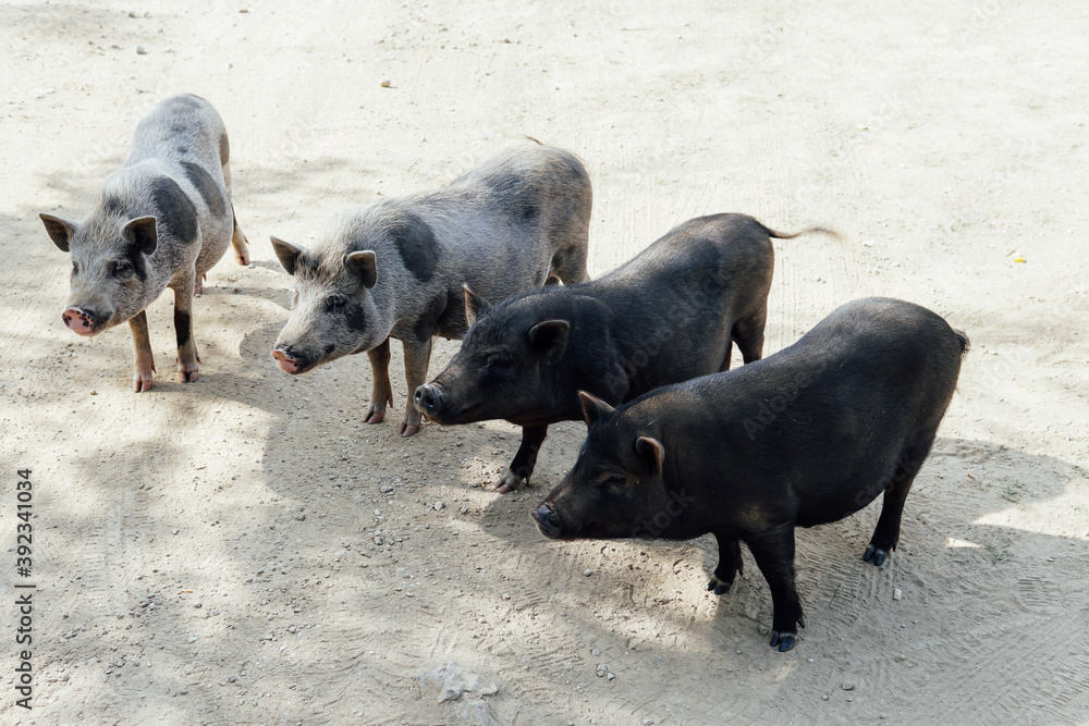 four wild boar pig pigs in the woods Stock Photo | Adobe Stock