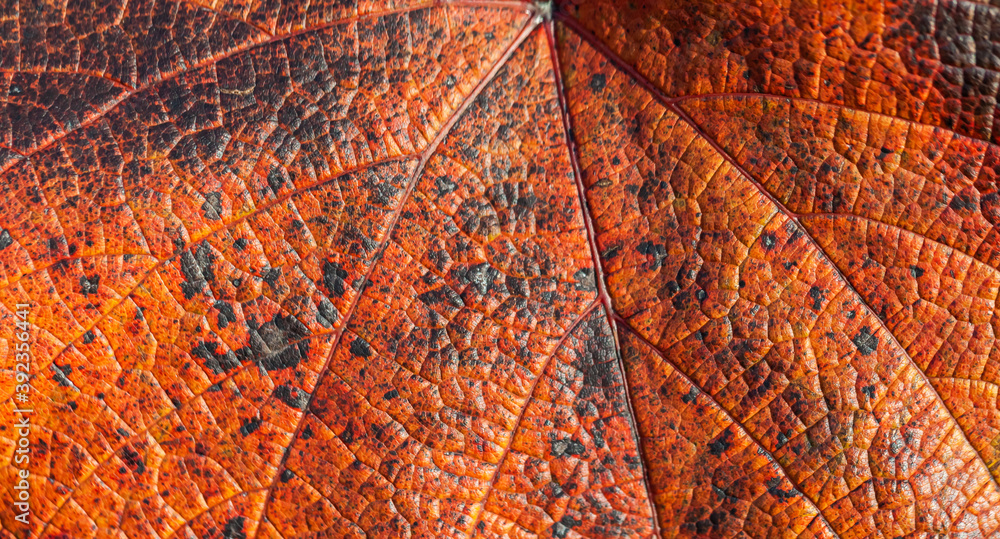 Dark spots on a vine leaf. Fall color palette. Texture. Close up. Stock ...