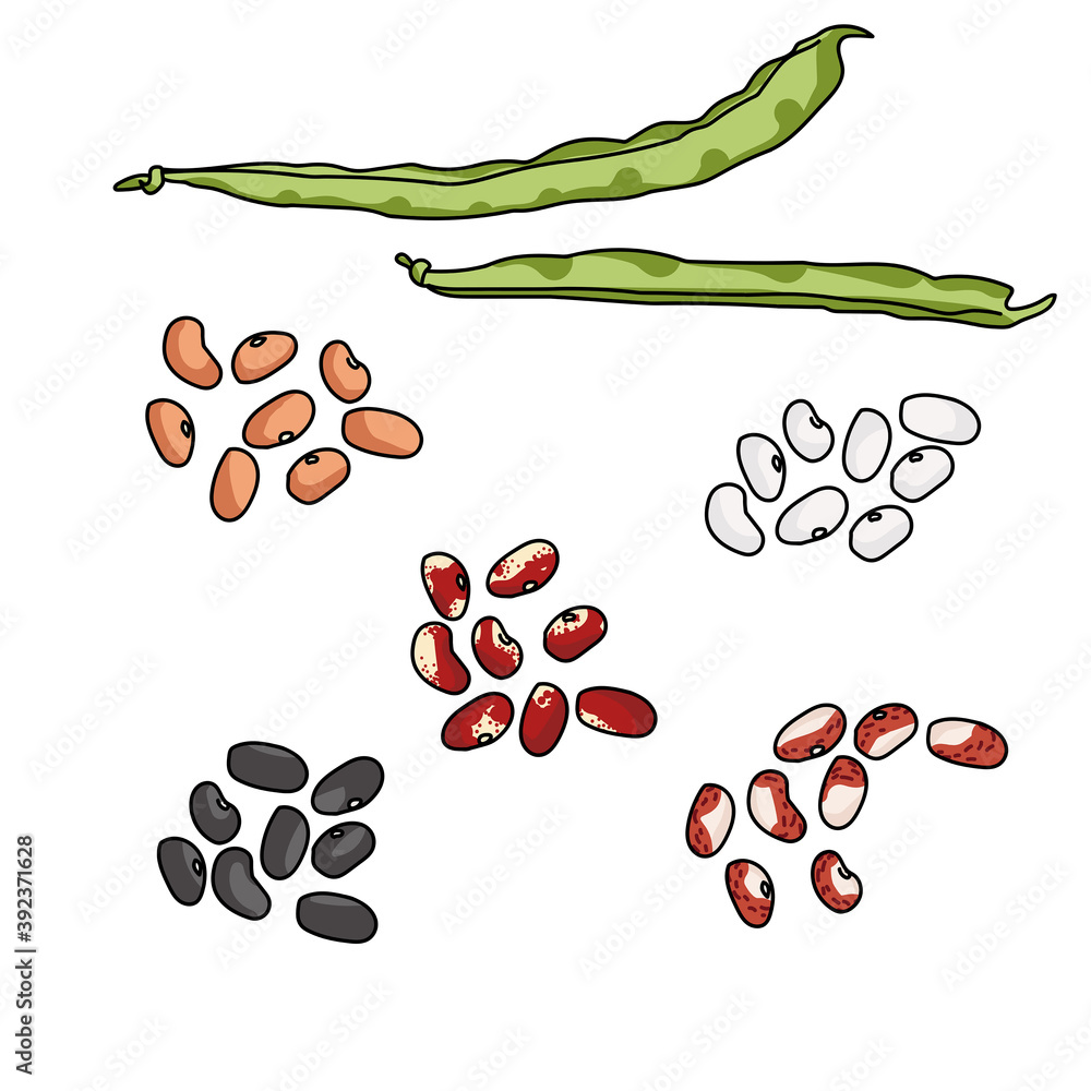Green haricot bean pods and seed variants of various varieties and ...