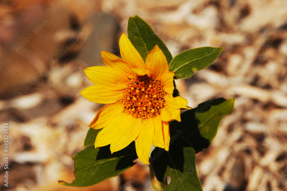 Asteraceae or Compositae (commonly referred to as the aster, daisy ...