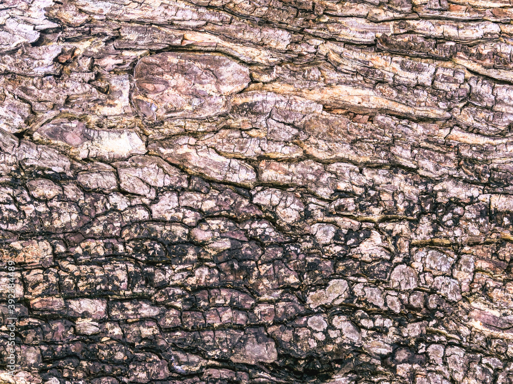 abstract nature background of monkey pod tree by closeup rough texure ...