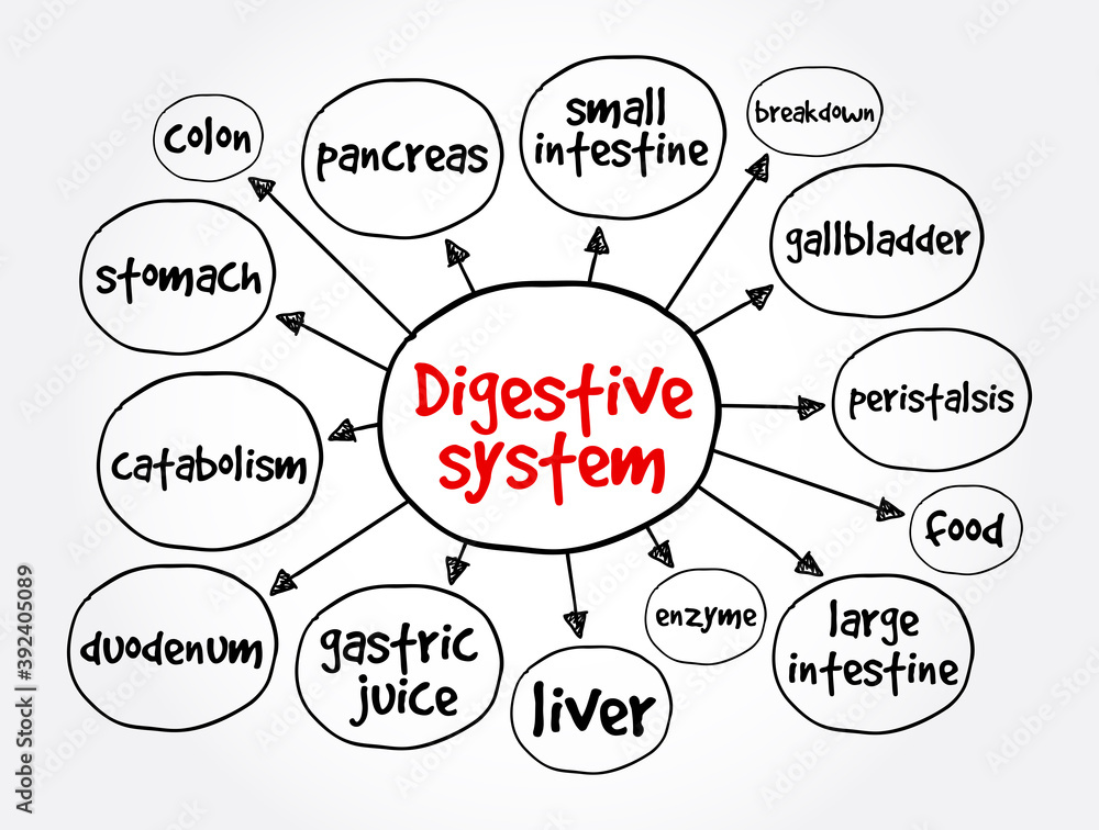 Digestive system mind map, health concept for presentations and reports ...