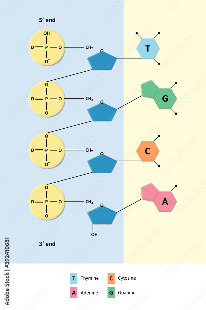 DNA structure, Partial chemical structure, Nitrogenous base and Sugar ...