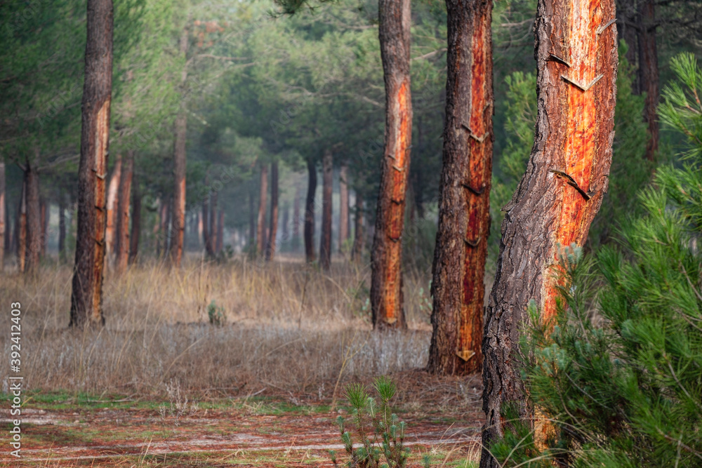 Foto de resin extraction in a Pinus pinaster forest, Montes de Coca ...