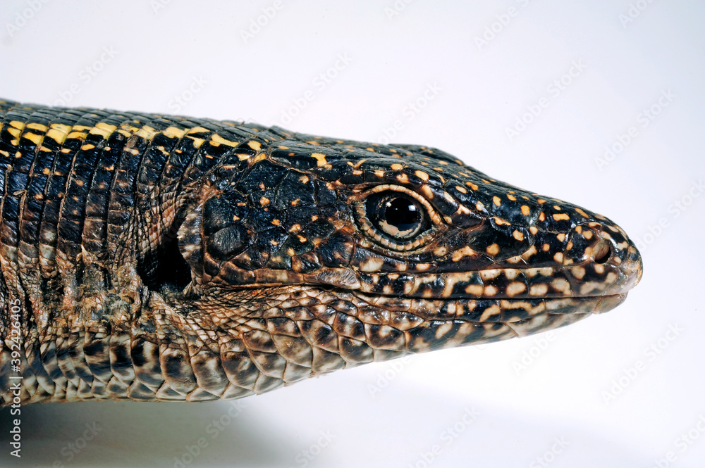 Große Schildechse // Giant plated lizard (Gerrhosaurus validus ...