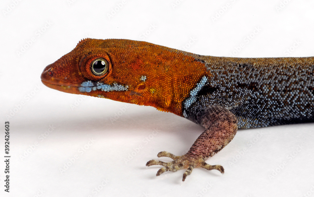 Yellow-headed gecko // Gelbkopf-Gecko (Gonatodes albogularis) Stock ...