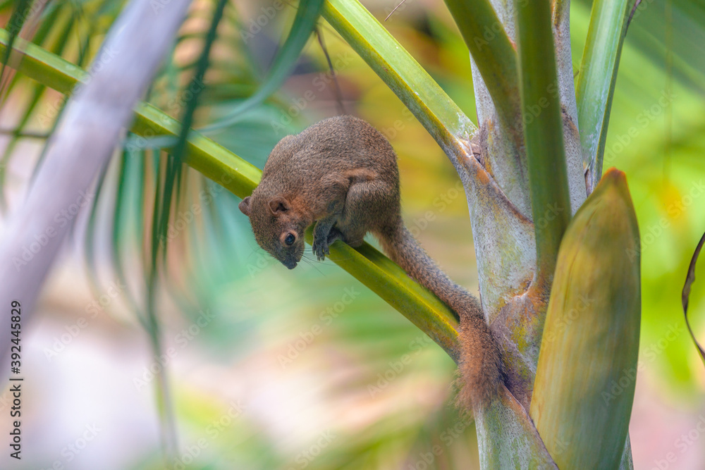 Jungle Palm Squirrel