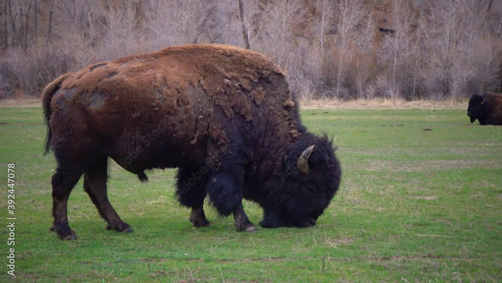 Mammals of Montana. The American bison or buffalo (Bison bison) eat ...