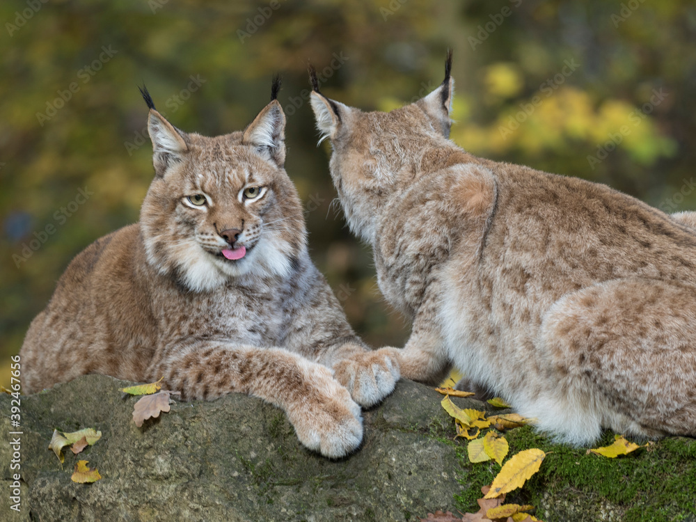 Eurasischer Luchs, Nordluchs, Lynx lynx, Luchs Stock Photo | Adobe Stock