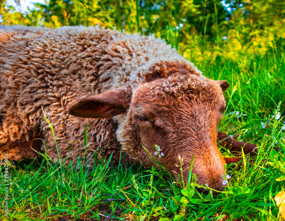 Cute brown sheep laying on the ground in green grass and flowers. Upset ...
