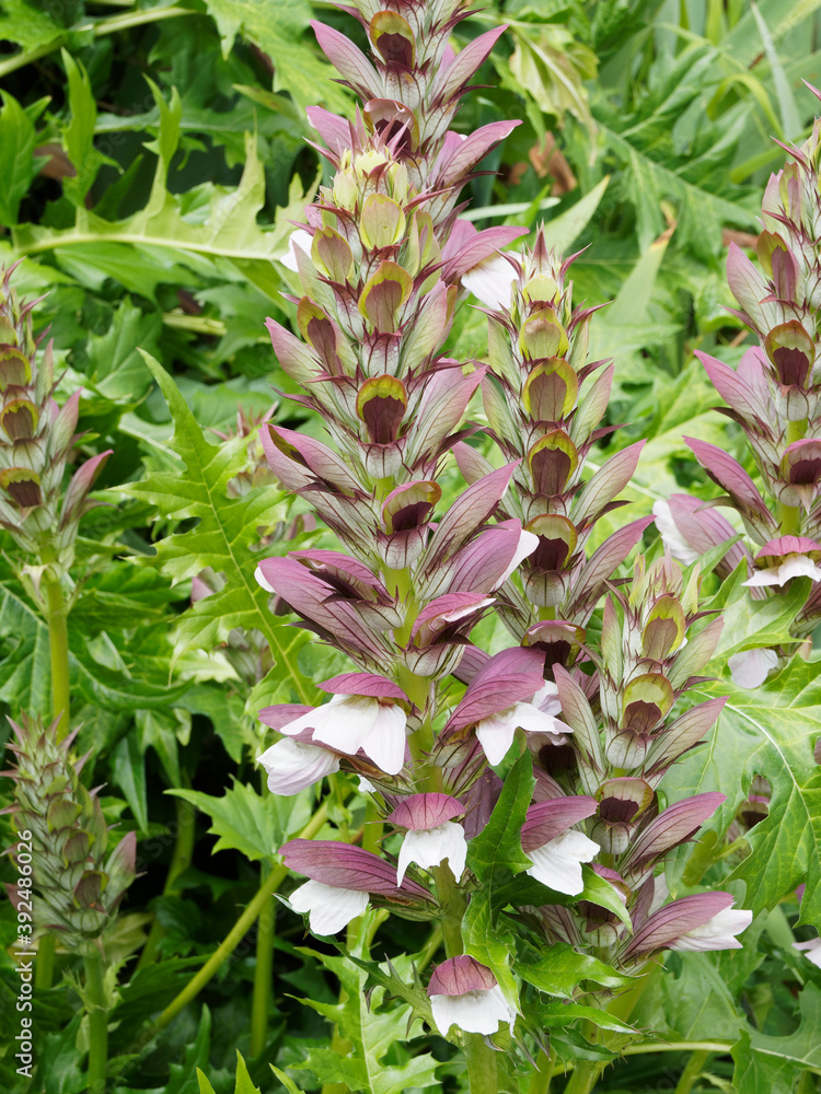 (Acanthus mollis) Acanthe molle au feuillage vert profond et luisant ...
