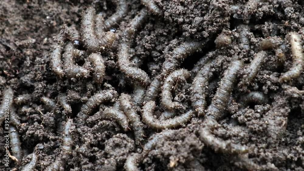 Colonies of larvae underground. A many worms - grubs are writhe between ...