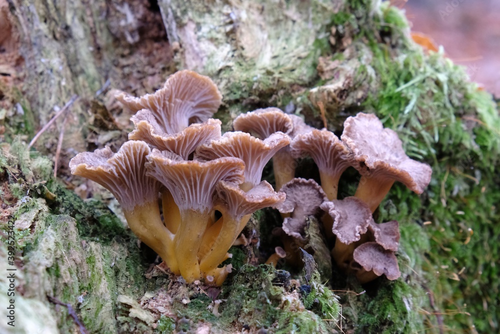 Group of Craterellus tubaeformis (formerly Cantharellus tubaeformis) is ...