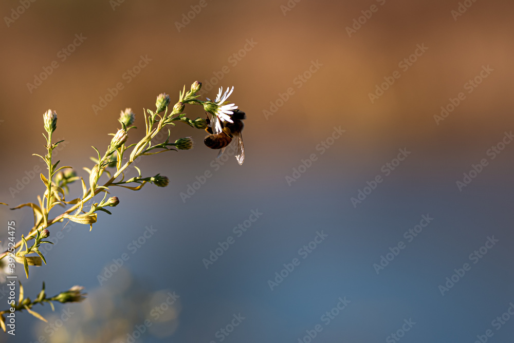 Bees are known for their role in pollination. Here an isolated bee is ...