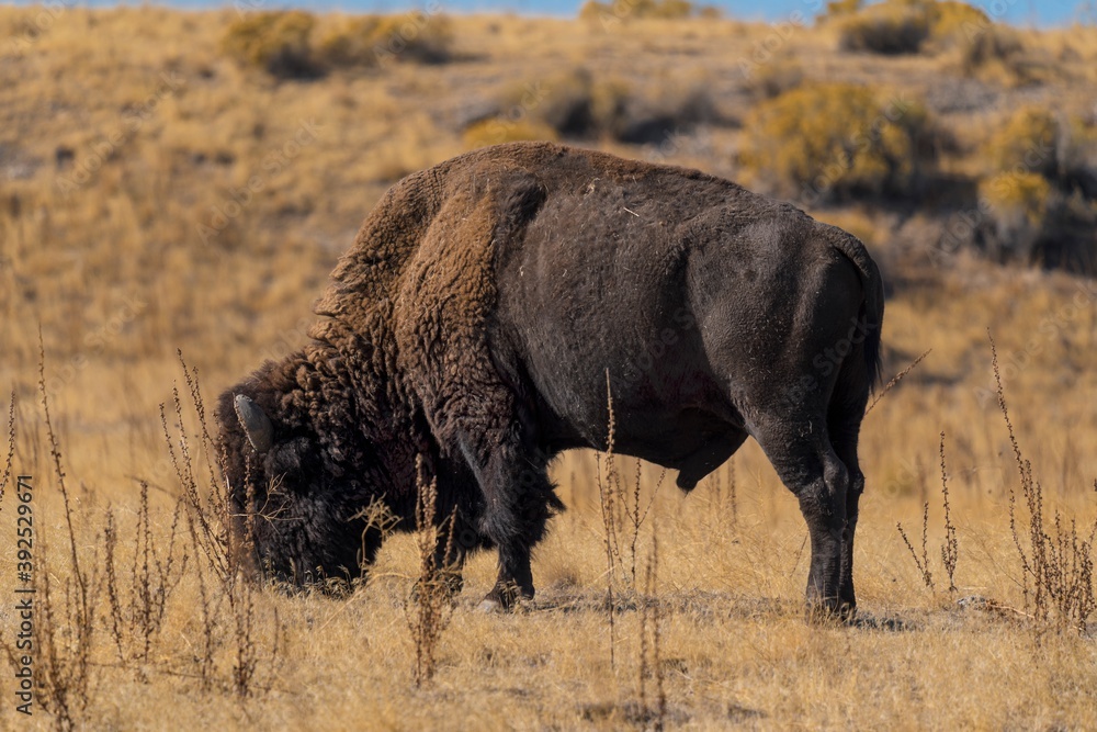 This image shows the side view of a wild bison grazing on remote land ...
