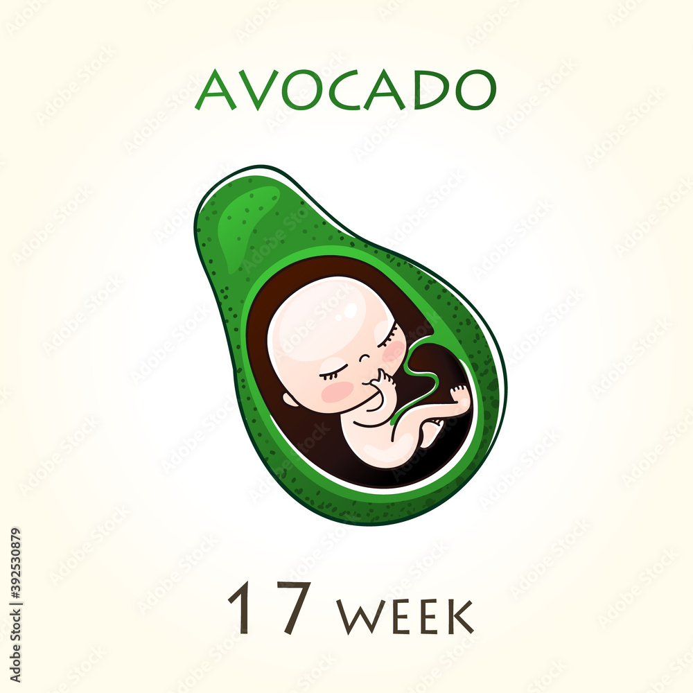 Stages of development of pregnancy, the size of the embryo for weeks ...