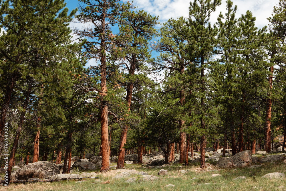 The red bark of the ponderosa pines contrast with the boulders that dot ...