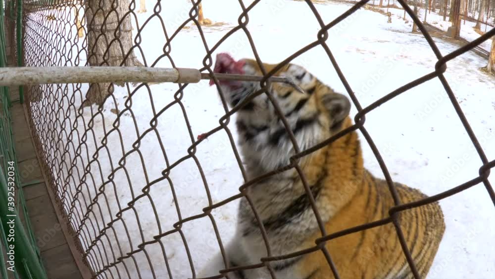 Siberian Tiger Eating a Piece of Meat Off A Stick Through Cage In an ...